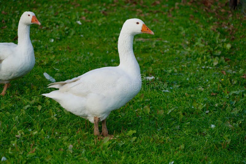White goose stock photo. Image of summer, park, bird - 60466372