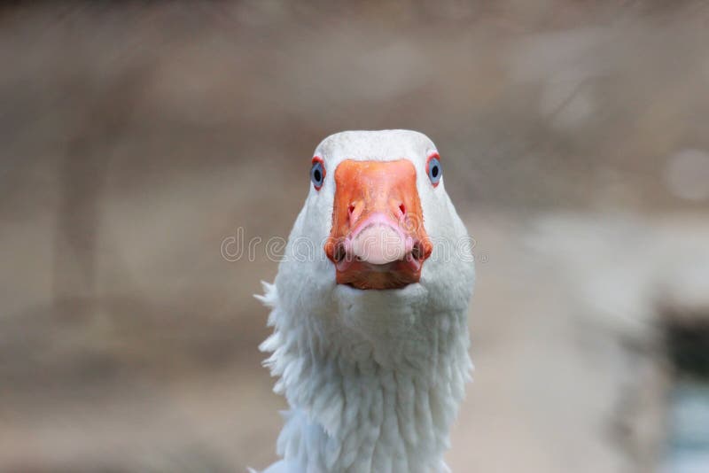 White goose head stock image. Image of front, look, looking - 70503811