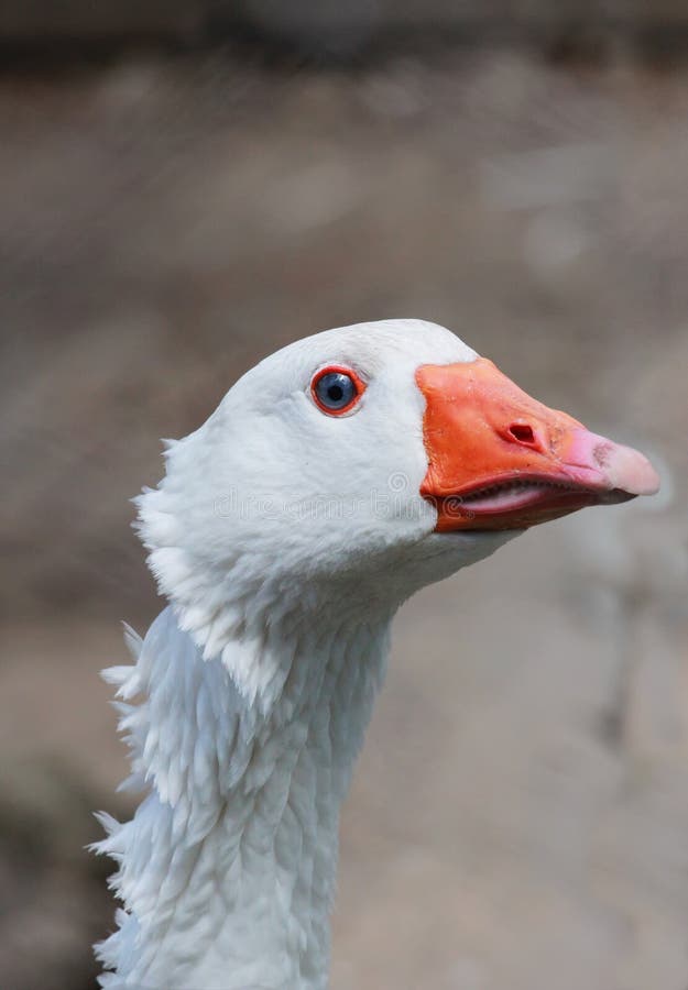 White goose head stock photo. Image of funny, neck, look - 71449622