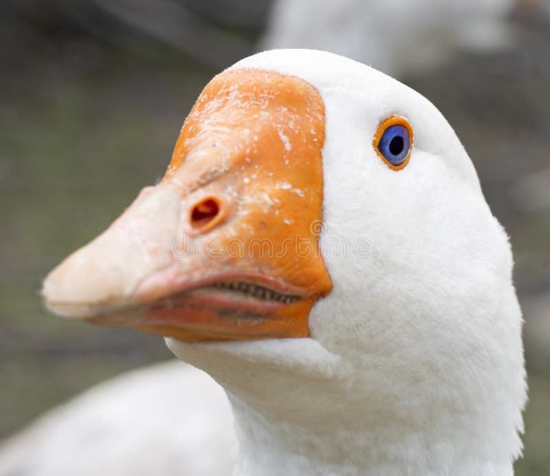 White goose stock photo. Image of earth, natural, cute - 40396112