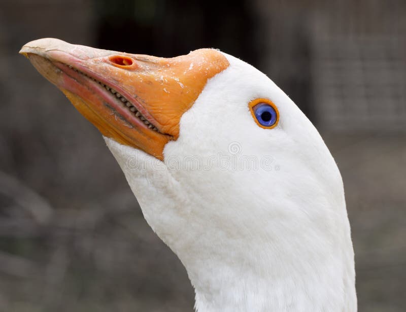 White goose isolated stock image. Image of fowl, grazing - 37619009