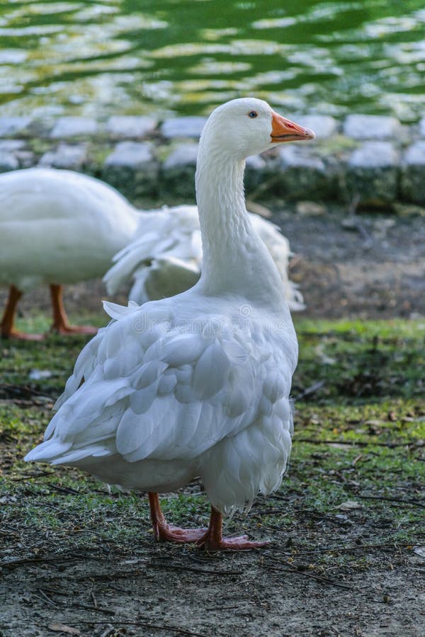 White Goose at Lake stock photo. Image of white, animal - 54897352
