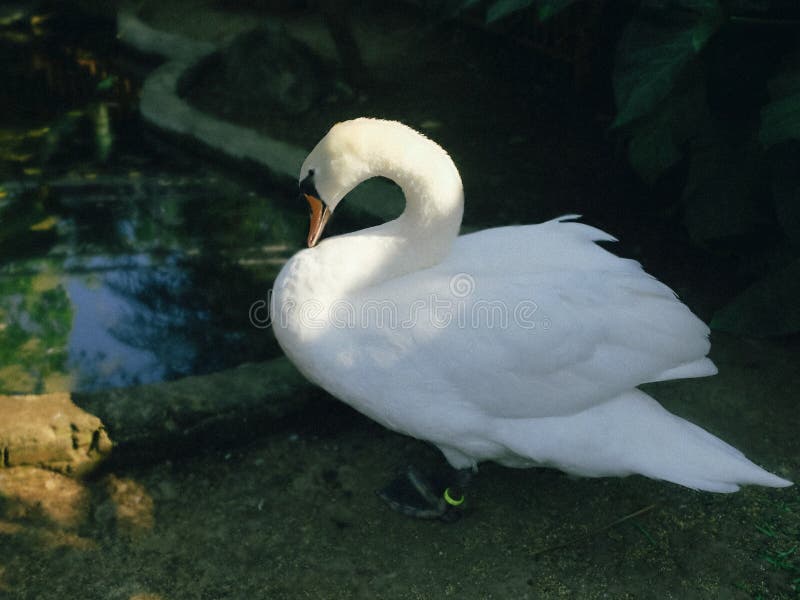 White Goose Looking at the Camera in a Zoo Stock Image - Image of ...