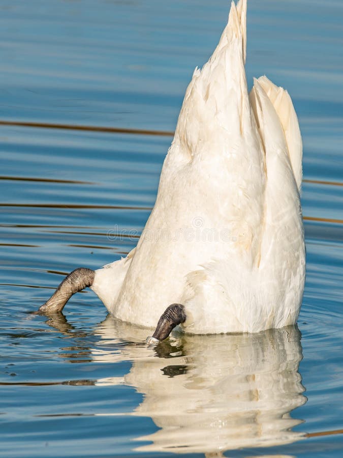 Goose Looking Over Pell Lake, Wisconsin with Smoke Cloud Stock Photo ...