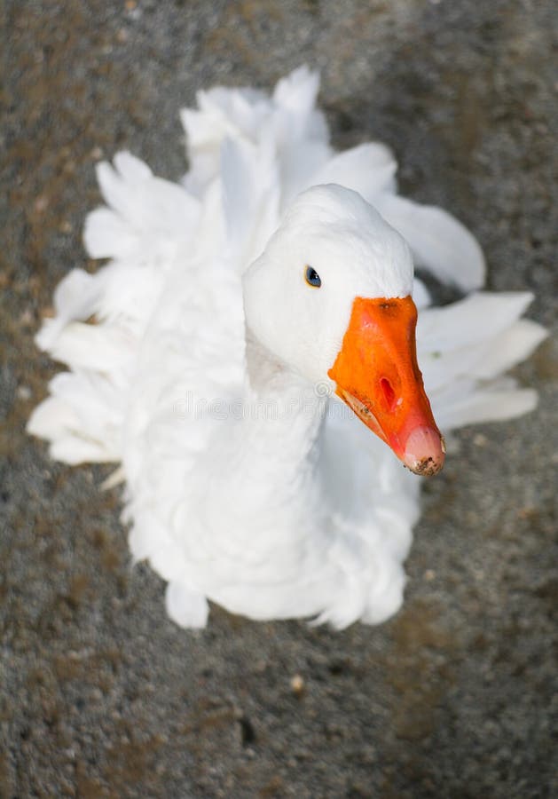 White goose stock image. Image of daytime, concrete, outside - 72581991