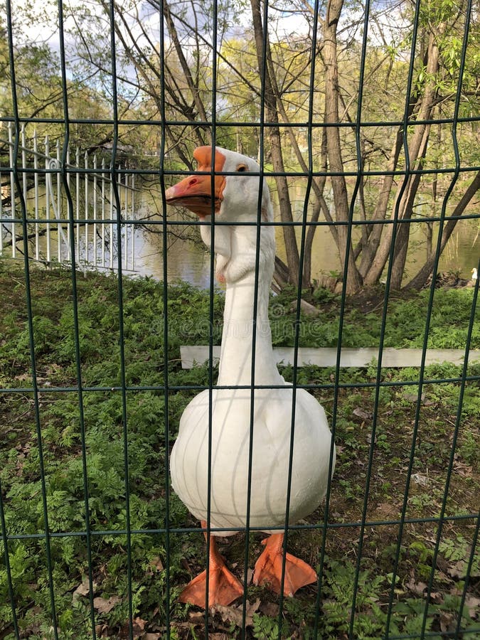 White goose in the meadow stock photo. Image of birds - 248008668