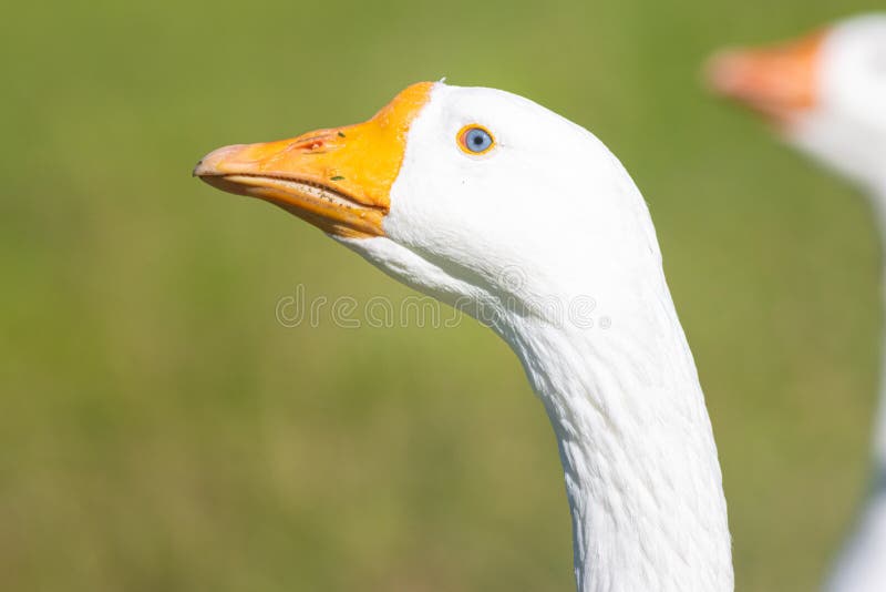 White Goose Muzzle in Profile Looking in the Camera Stock Photo - Image ...