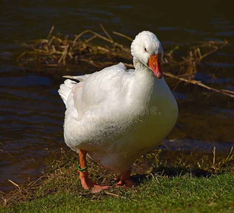 White Goose Near Small Pond in Rainy Autumn Day Stock Photo - Image of ...