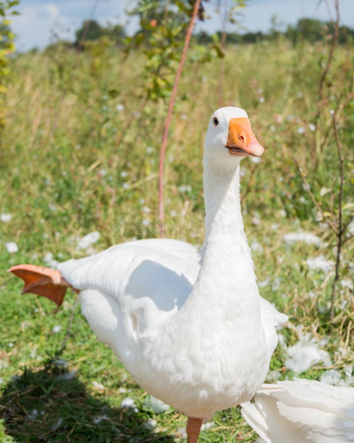 White goose on one leg stock image. Image of growth, agriculture - 44225957