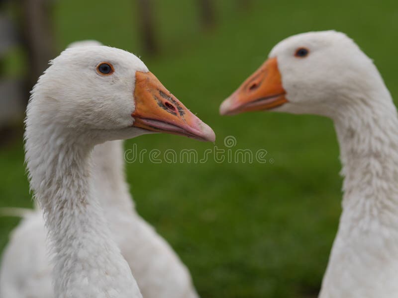 White goose outdoors stock image. Image of cackle, walking - 47655215
