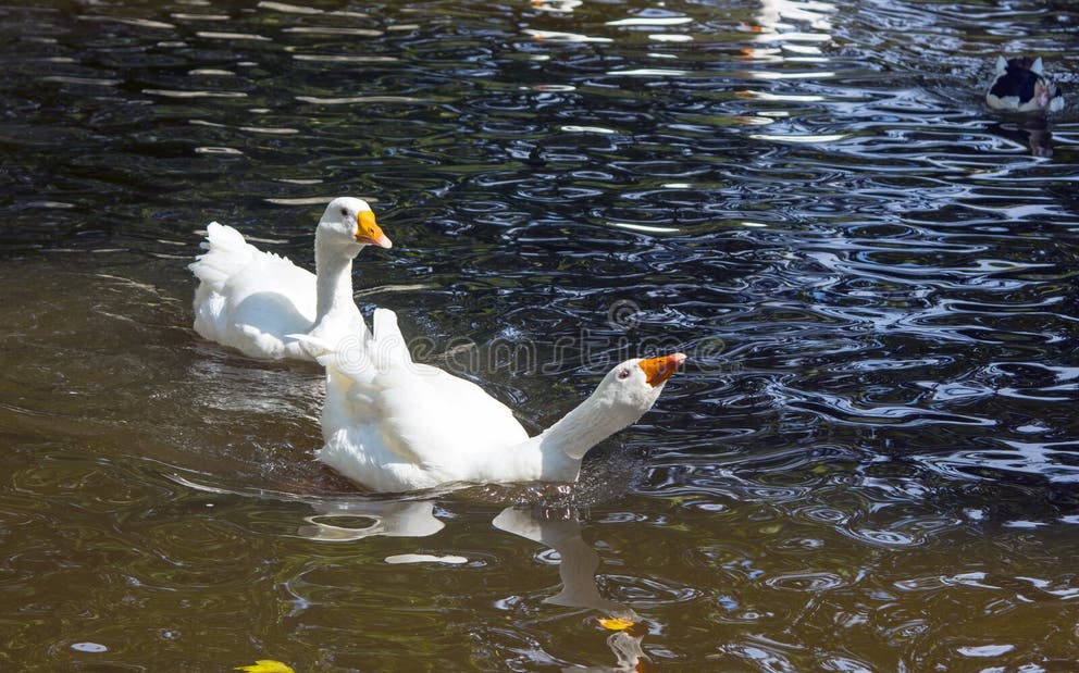 White goose stock photo. Image of bathing, aves, domesticated - 154820274