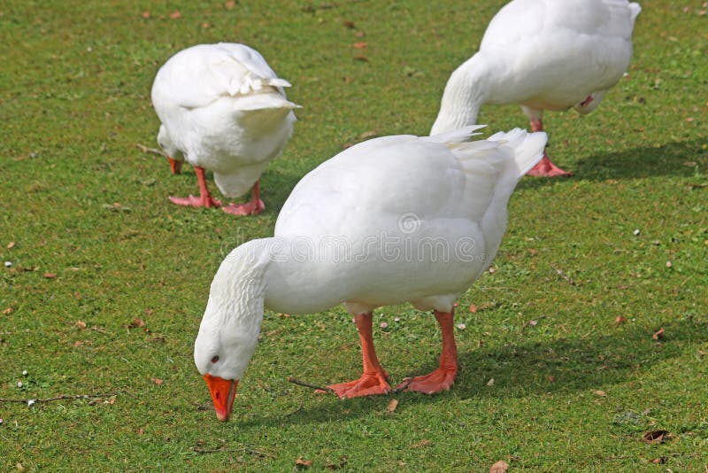A goose pecking grass stock photo. Image of pecking - 105992694