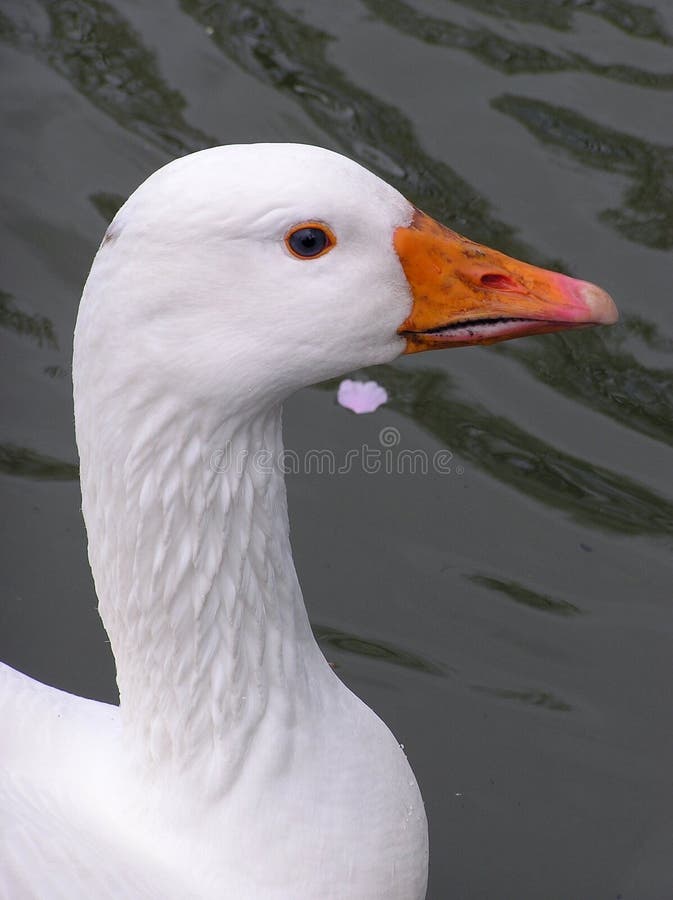 White Goose Portrait stock image. Image of face, goose - 117119