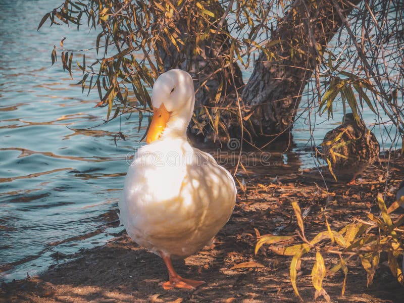 White Goose Poses for Its Portrait by the Lake Stock Photo - Image of ...