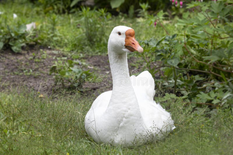 5,183 Goose Red Beak Stock Photos - Free & Royalty-Free Stock Photos ...