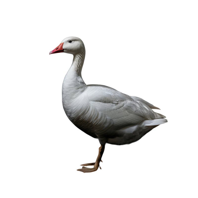 A White Goose with Red Beak Standing Stock Photo - Illustration of ...