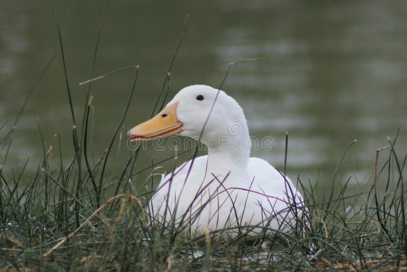 White Goose stock image. Image of goose, hart, resting - 42856547