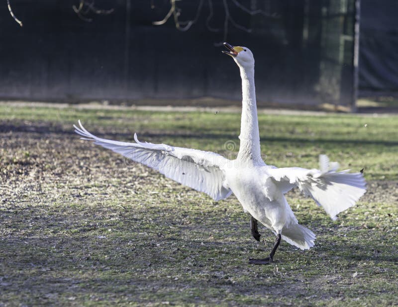A white goose stock photo. Image of swan, birds, lake - 50990654