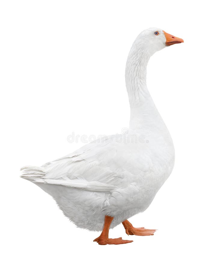 Domestic Goose Isolated on White Stock Photo - Image of neck, keeping ...