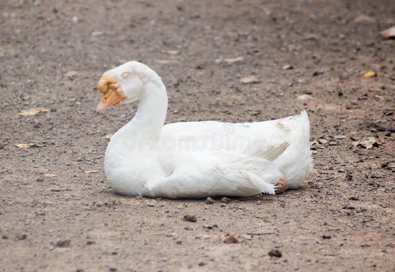 778 Sleeping Goose Stock Photos - Free & Royalty-Free Stock Photos from ...