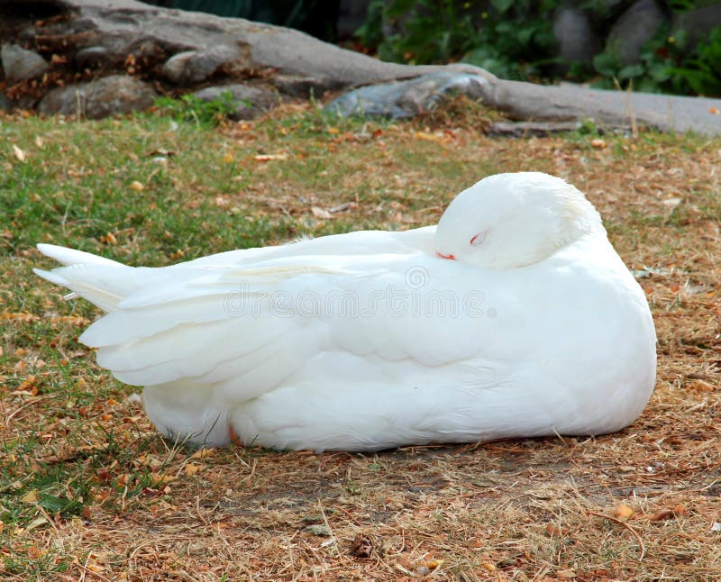 White Goose Sleeping stock image. Image of female, goose - 36351649