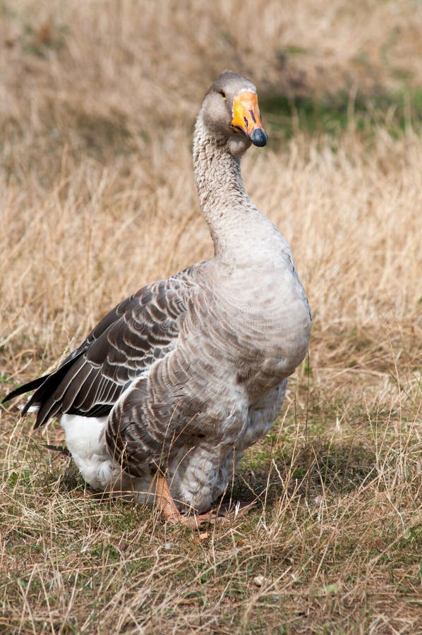 White Goose Standing on Ground and Looking Aside Stock Photo - Image of ...