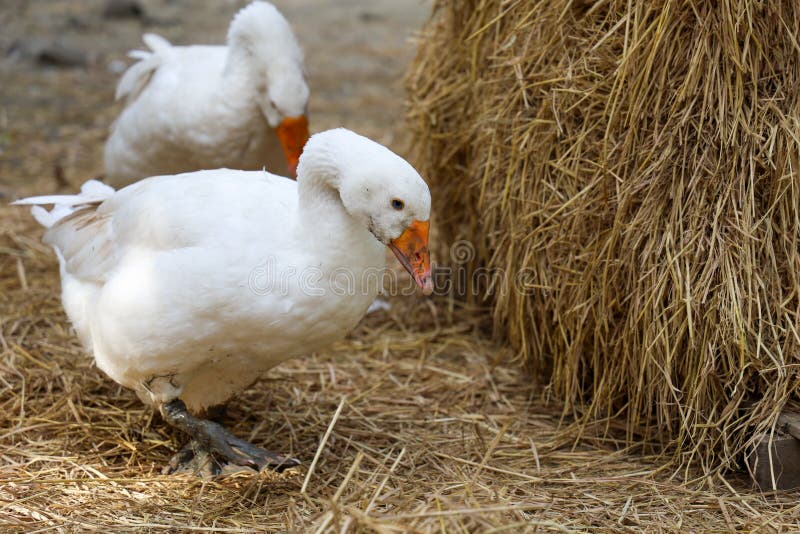 The White Goose is Stay after Play Mud in Garden is Asia Stock Photo ...