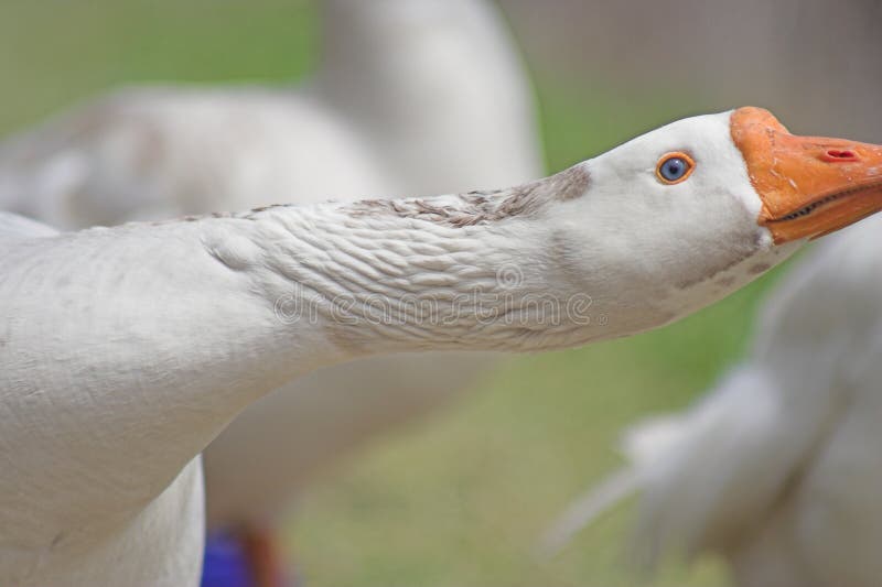 White goose stretching stock photo. Image of cage, beak - 336416