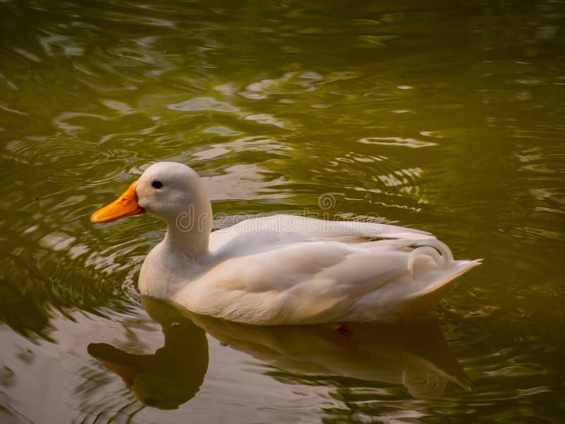 A white goose is swimming stock photo. Image of river - 171697008