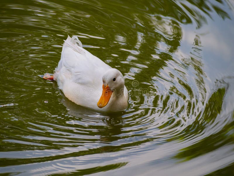 A white goose is swimming stock image. Image of grace - 171697225