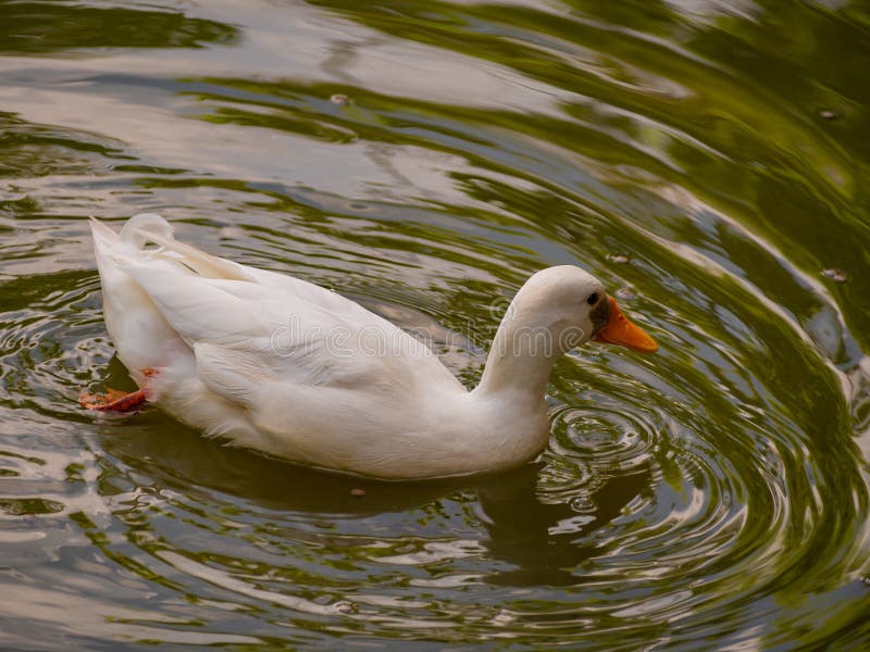 A white goose is swimming stock image. Image of wild - 171698061