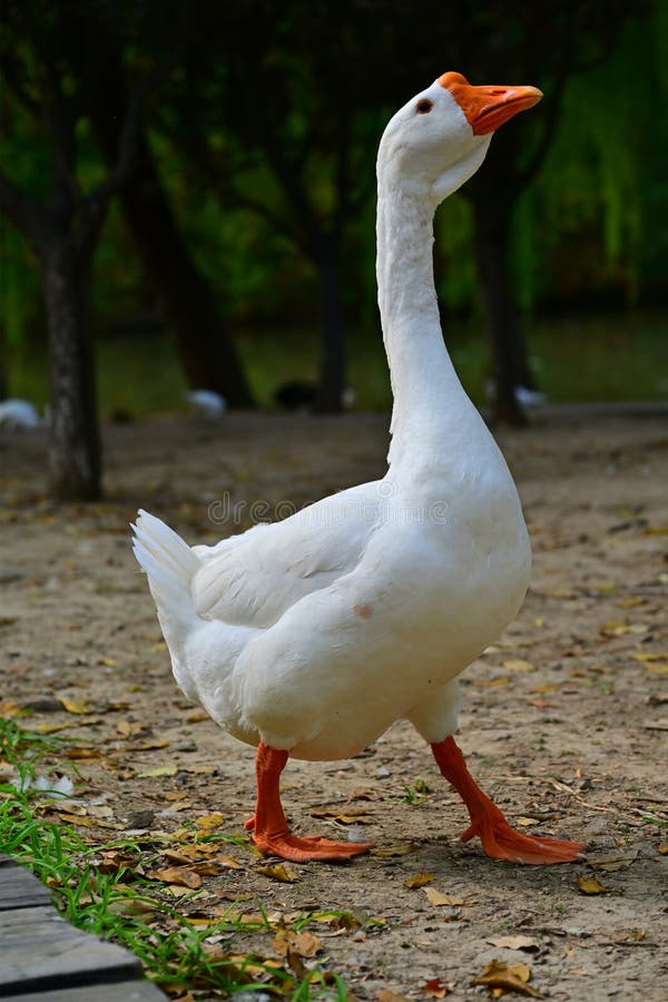 The White Goose Under the Tree Stock Photo - Image of waterfowl, white ...