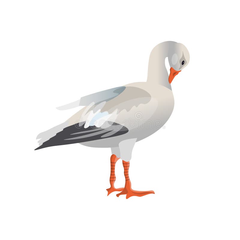 Snow Goose Stock Illustrations – 588 Snow Goose Stock Illustrations ...