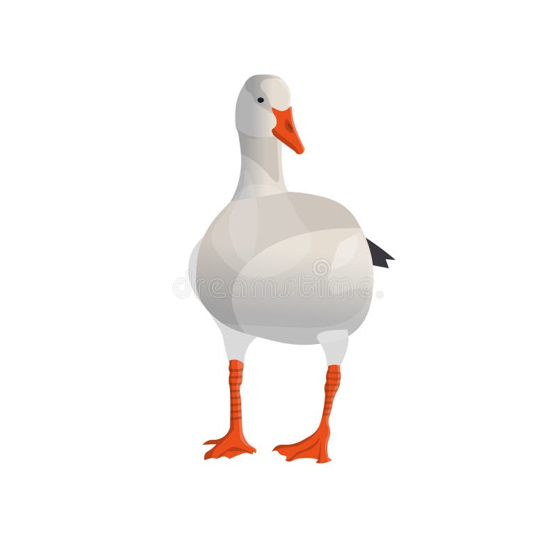 Snow Goose Stock Illustrations – 588 Snow Goose Stock Illustrations ...