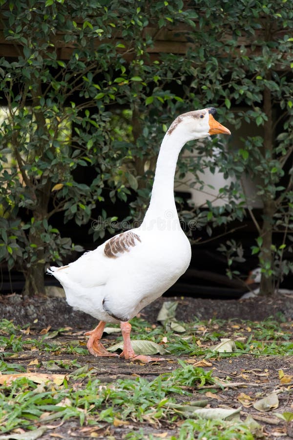 Goose Walk on a Rural Farm in Winter Stock Image - Image of family ...