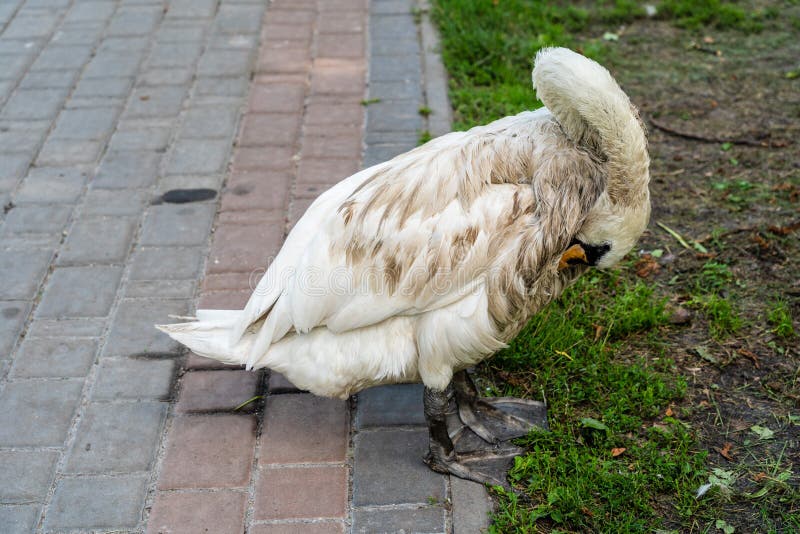 Goose is Walking at the Farm. Zoo Stock Image - Image of livestock ...