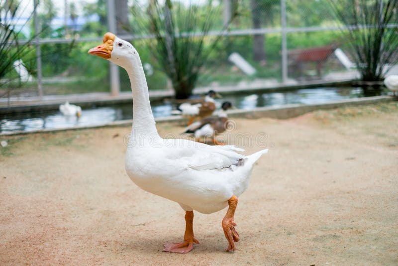 A White Goose Walking on the Ground Stock Photo - Image of domesticated ...