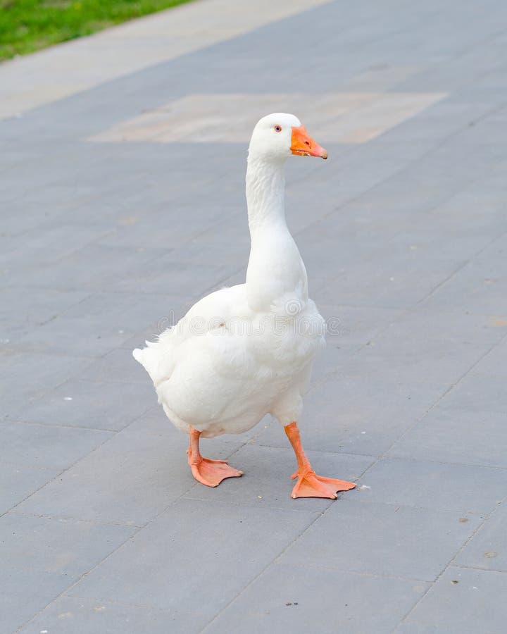White Goose Walking in the Park Stock Image - Image of animal, wing ...