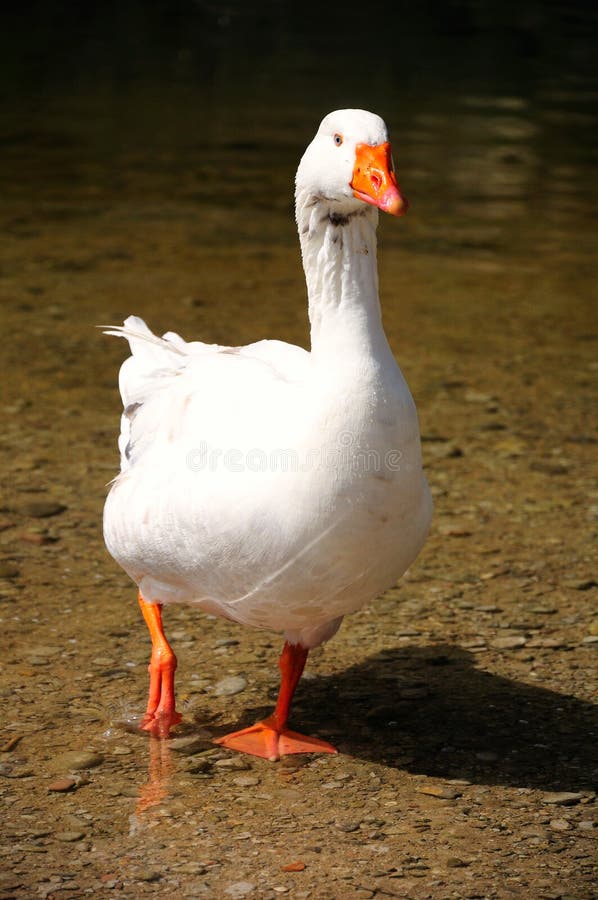 261 White Italian Goose Stock Photos - Free & Royalty-Free Stock Photos ...
