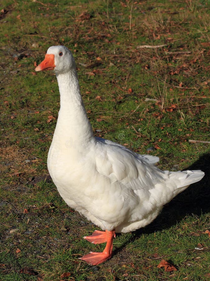 White Goose Wanders and Forages for Food. Stock Image - Image of waddle ...