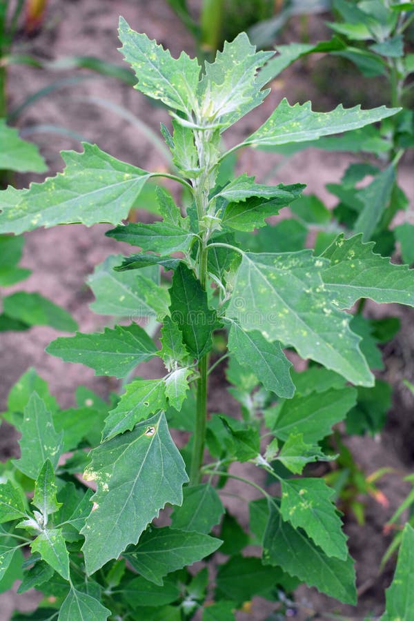 White Goosefoot (Chenopodium Album) Grows in Nature Stock Image - Image ...