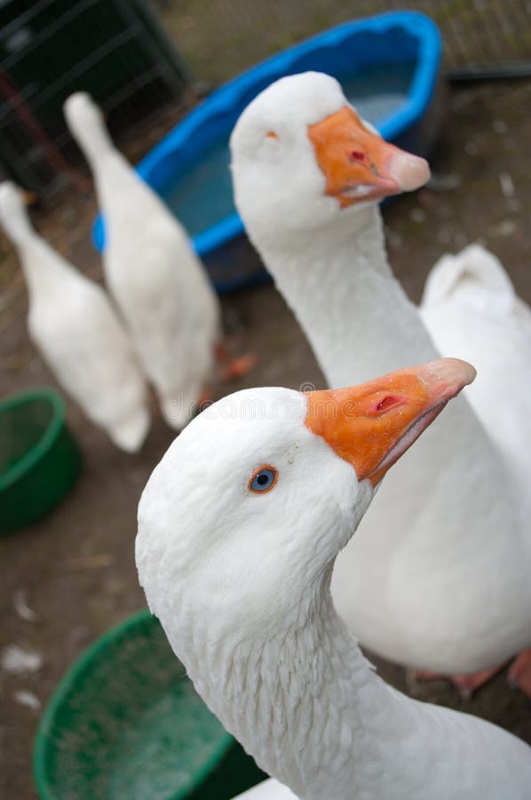 White gooses stock photo. Image of ludicrous, animal - 17306284