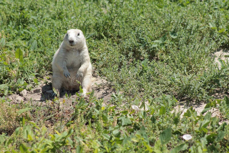 White Gopher South Dakota Stock Photos - Free & Royalty-Free Stock ...