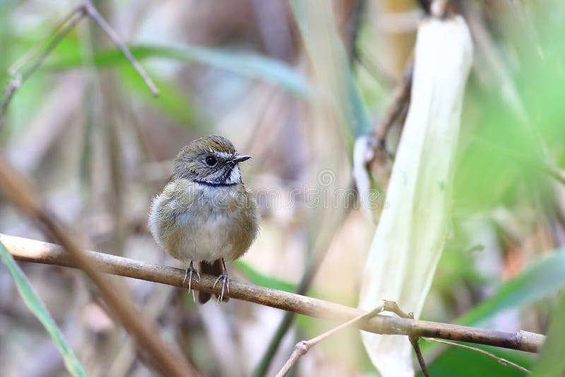 White-gorgeted Flycatcher stock image. Image of avian - 150767679