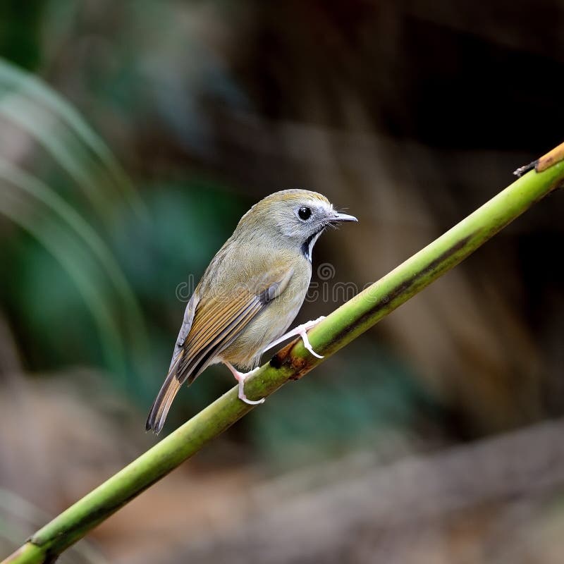 White-gorgeted Flycatcher stock photo. Image of ficedula - 35889902