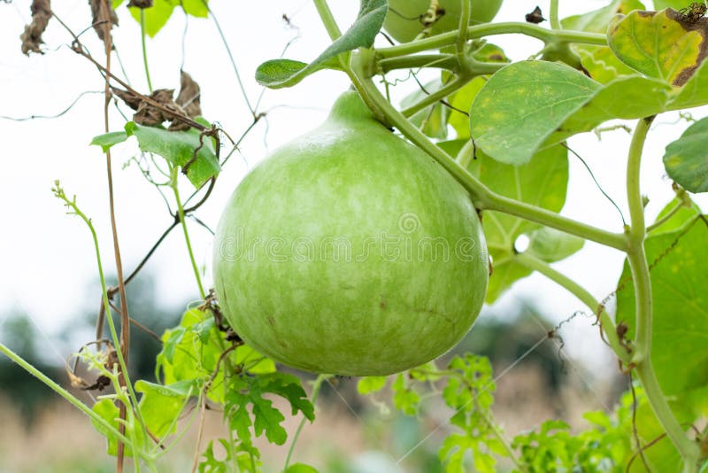 Fresh Winter Melon, White Gourd, Winter Gourd Or Ash Gourd Is Vegetable ...