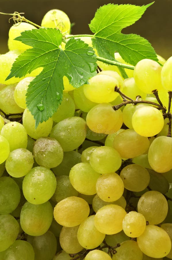 Vine Grape stock image. Image of wine, leaf, organic - 17161231