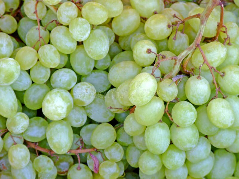 White grape stock image. Image of open, fresh, food, healthy - 1086563