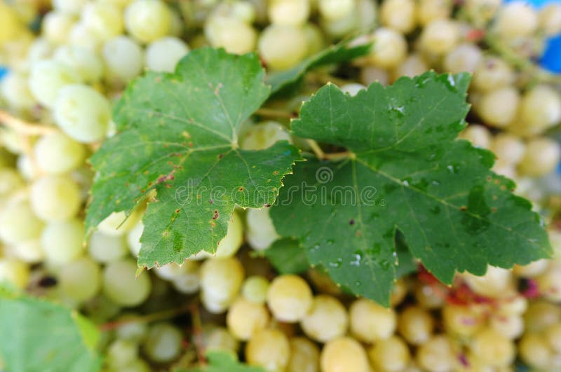 White grape stock image. Image of freshness, open, organic - 1202047
