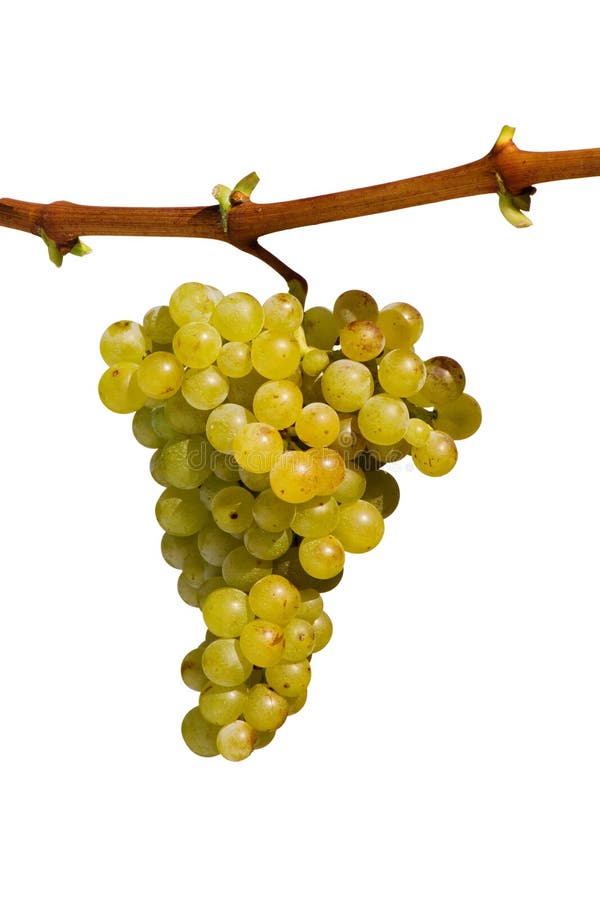 Grapes - traminer stock image. Image of fruits, decorative - 21593947